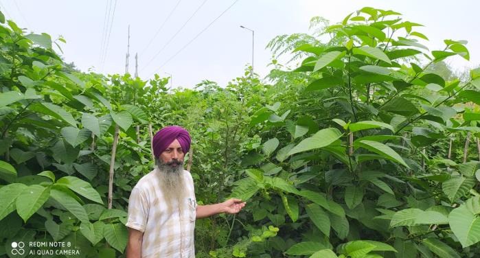 Ways to celebrate Sikh Environment Day - EcoSikh