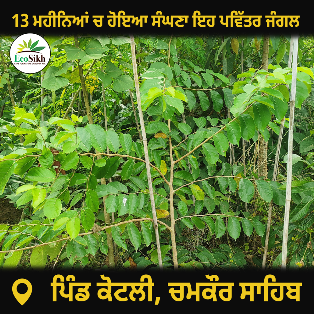 Dense Forest of 13 months in Chamkuar Sahib - EcoSikh