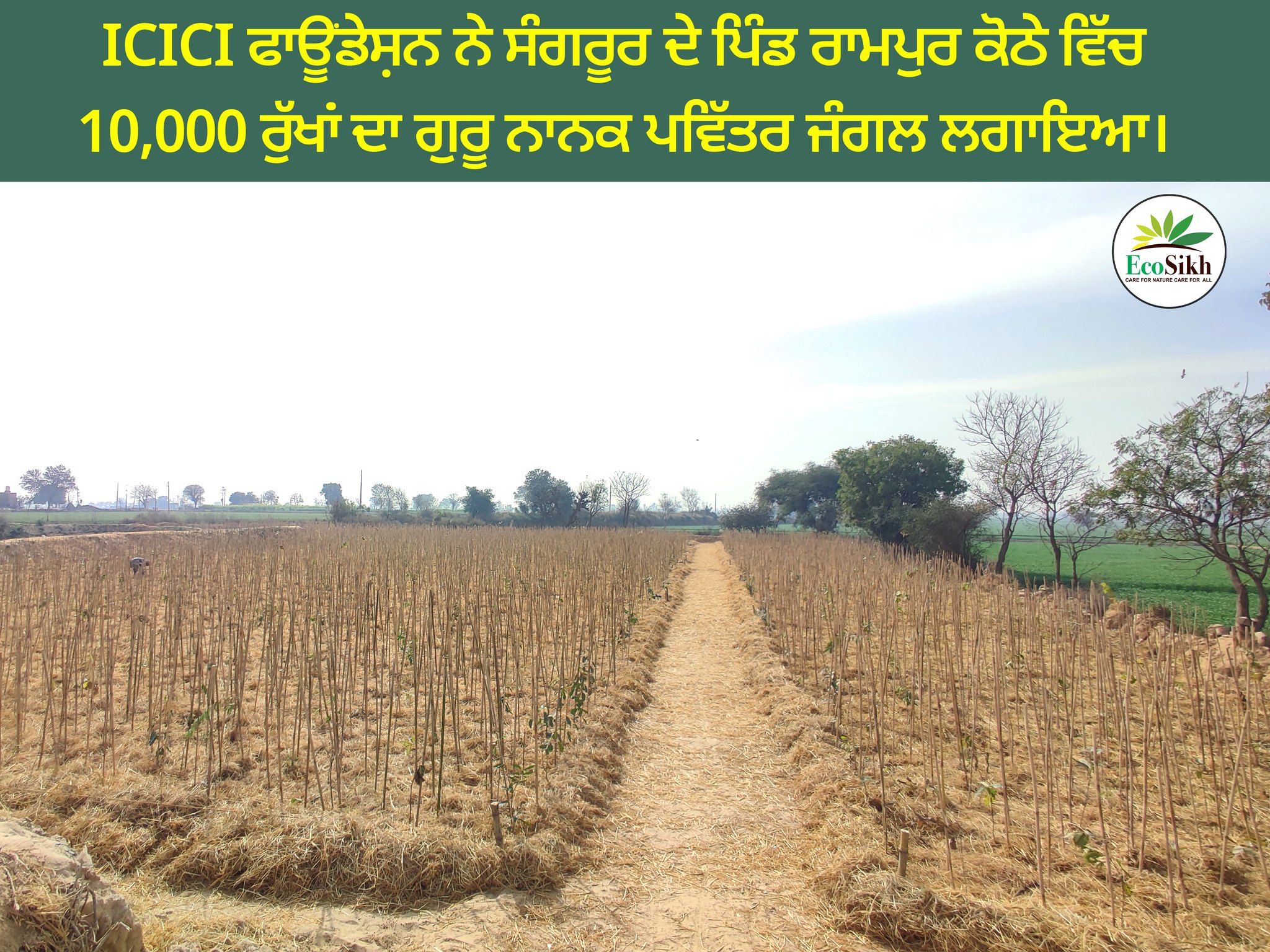 Under CSR initiative, ICICI Foundation planted 10,000+ saplings in ...
